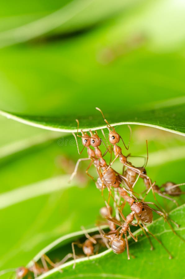 Red ant power stock image. Image of swarm, power, jungle - 27631765