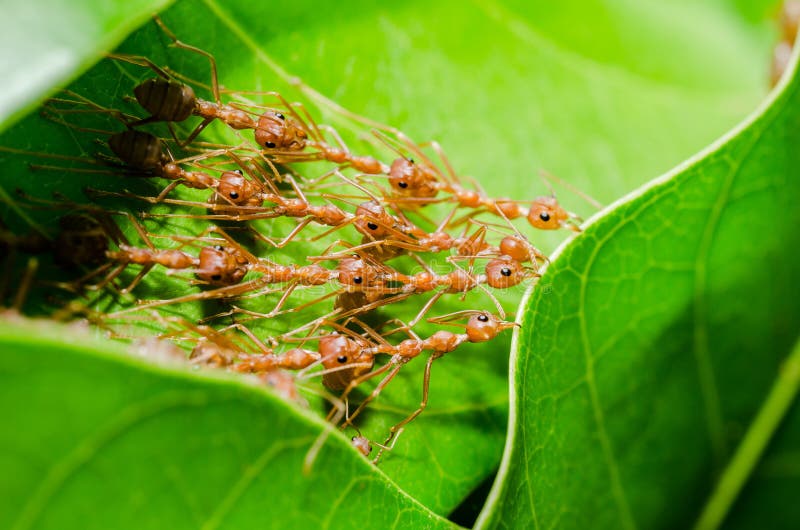 Red ants build home stock image. Image of leaf, detail - 41172989