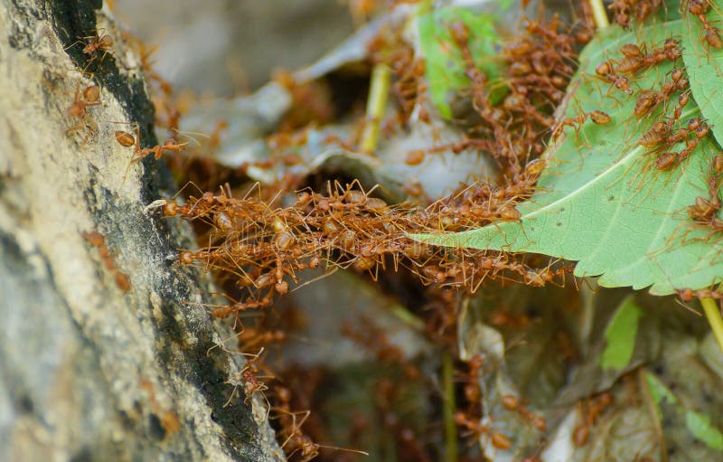 Red ants build their nest stock image. Image of weaver - 120921075