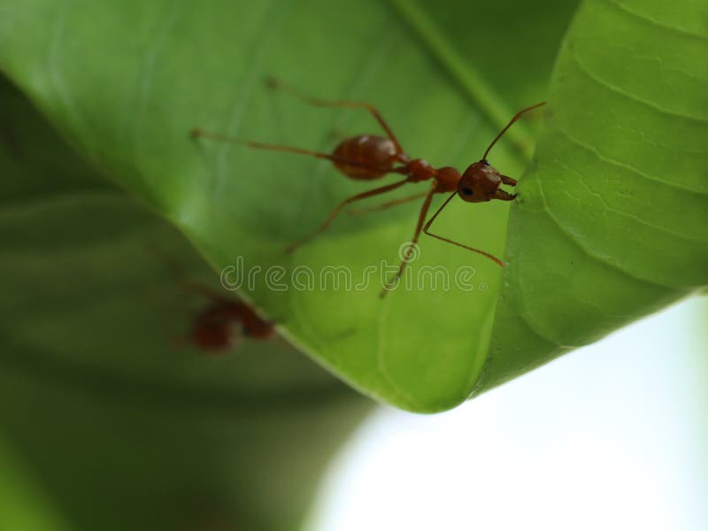 Red Ants Building Leaves Nest. Stock Image - Image of close, home ...