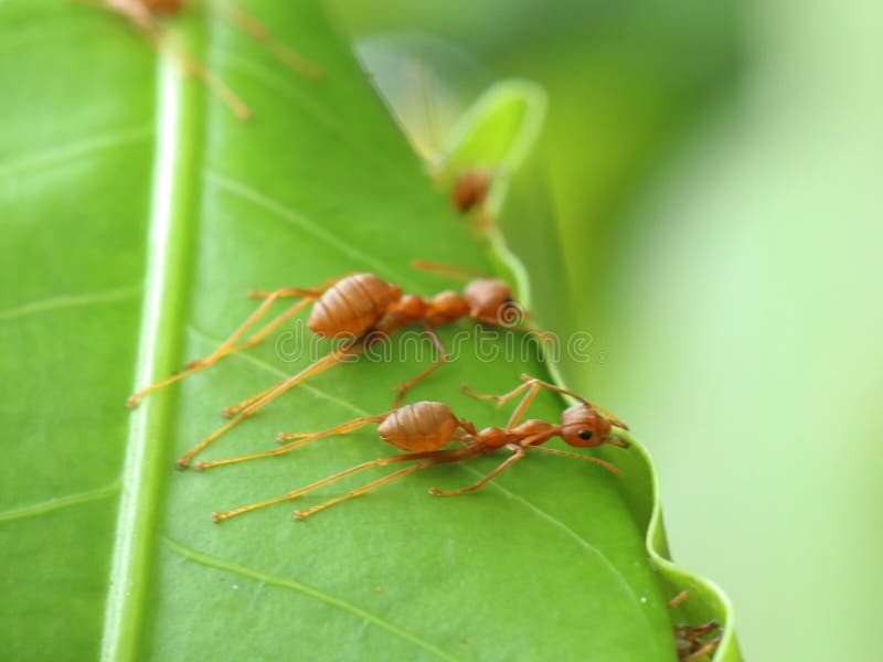 Red Ants Building Leaves Nest. Stock Image - Image of ants, closeup ...
