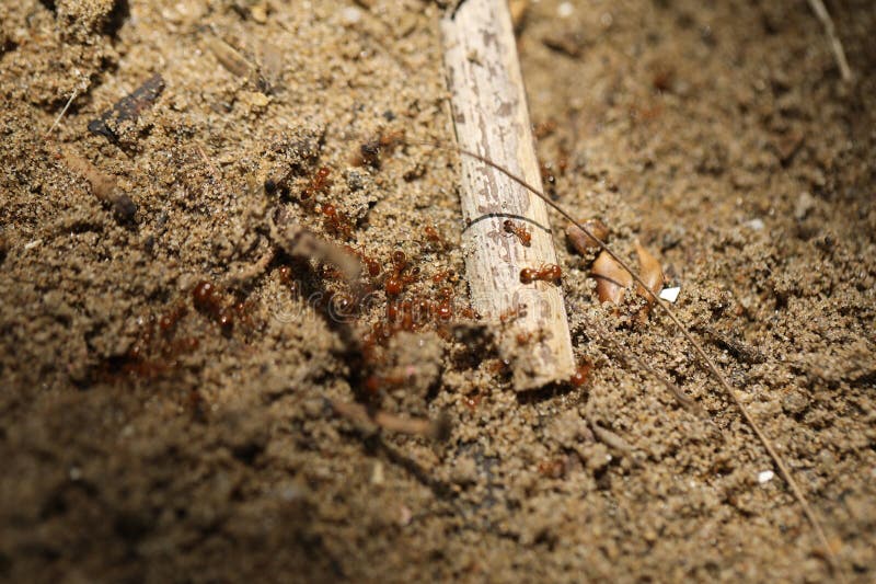 Red Ants Busy on the Mud stock image. Image of insect - 331577017