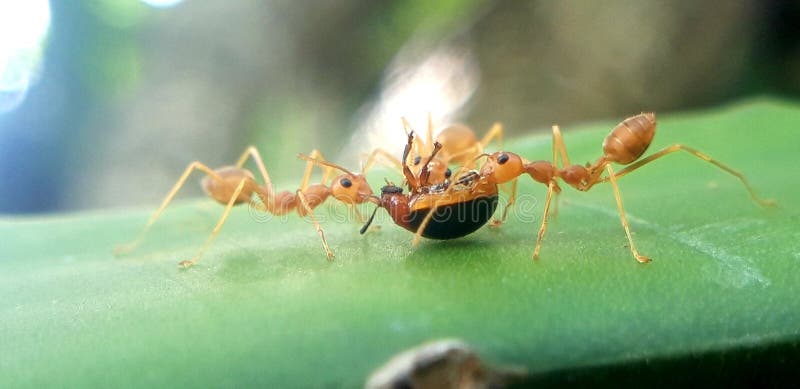 Red Ants Catch Bug Leaves Stock Photos - Free & Royalty-Free Stock Photos from Dreamstime