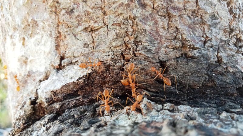 Red Ants are Climbing the Trunk of a Mango Tree Stock Image - Image of ...