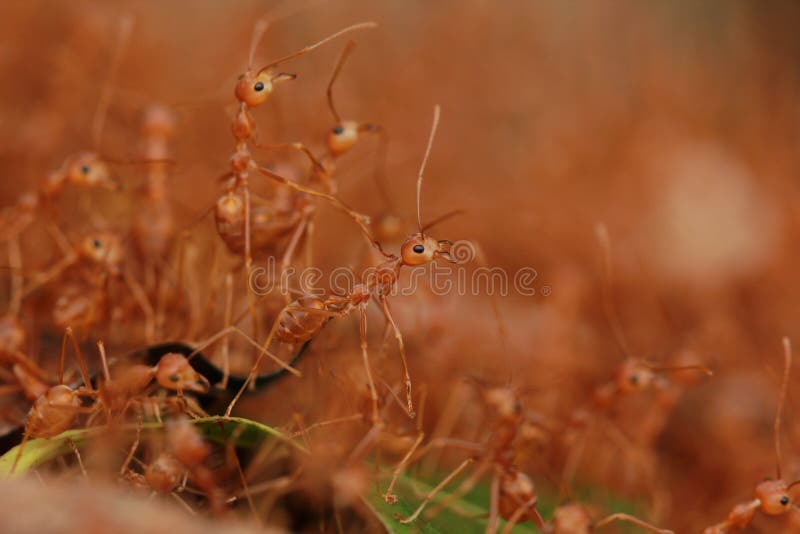 The red ants stock image. Image of ants, closeup, wildlife - 87495119