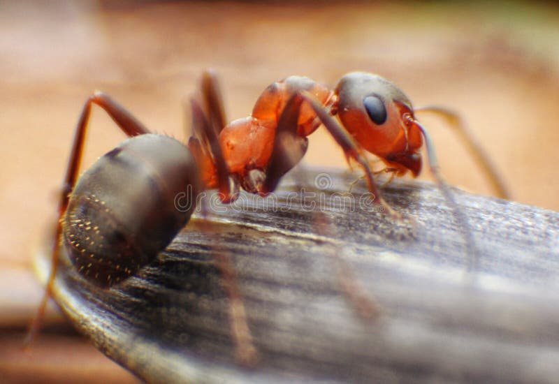 Red Ants Close Up on Natural Background Stock Image - Image of worker ...