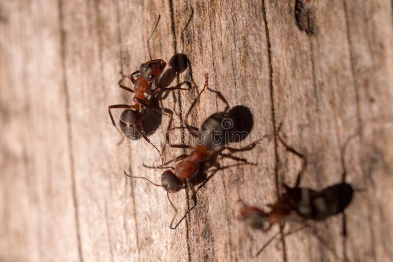 Red ants close up stock image. Image of sunny, tree - 255705105