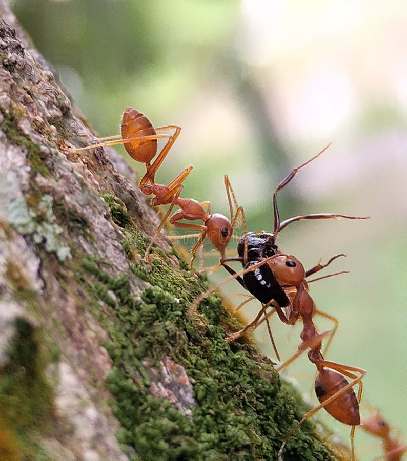 Red Ants Closeup View of Carring a Dead Black Ant. Stock Photo - Image ...
