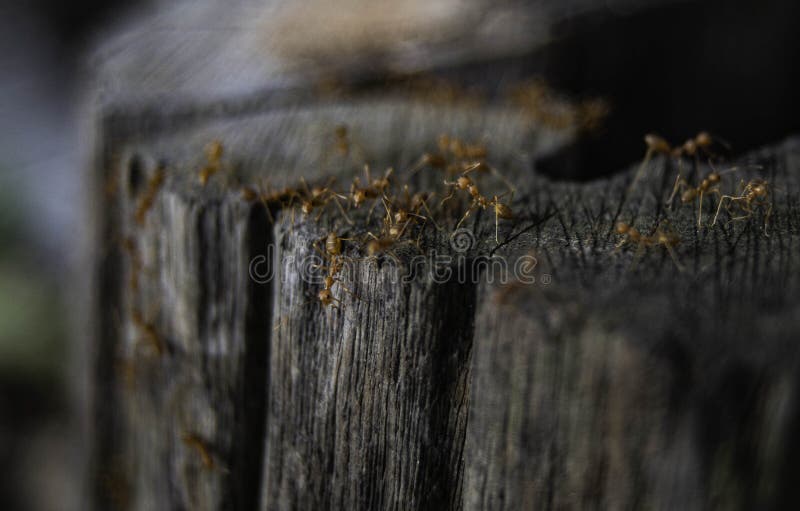 Red Ants Cluster on Tree Stumps Stock Photo - Image of wall, tree ...