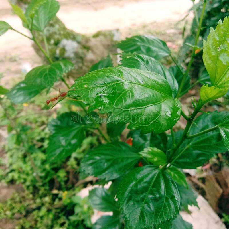 Red Ants Crawling on Green and Fresh Leaves? Stock Photo - Image of ...