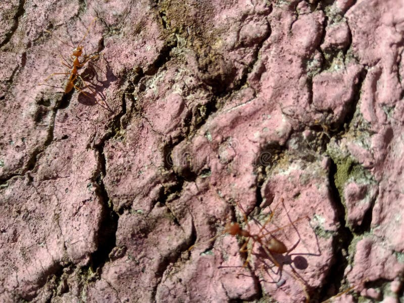 Red Ants Crawling on the Mango Tree Up and Down with His Team Stock ...