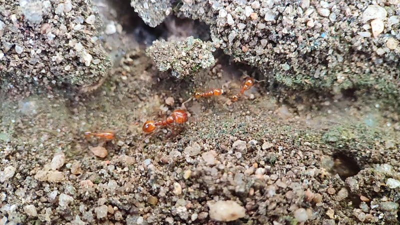 Red Ants Crossing Ant Paths on the Ground Stock Footage - Video of ...
