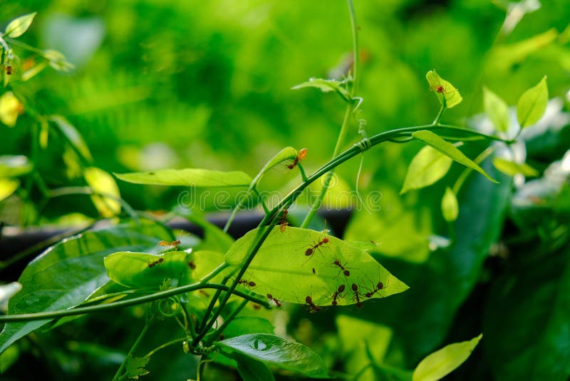 Red Ants Eat Dew on the Leaves in the Morning. Stock Photo - Image of ...