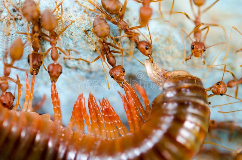 Red ants eat extraction stock image. Image of brown, army - 69404173