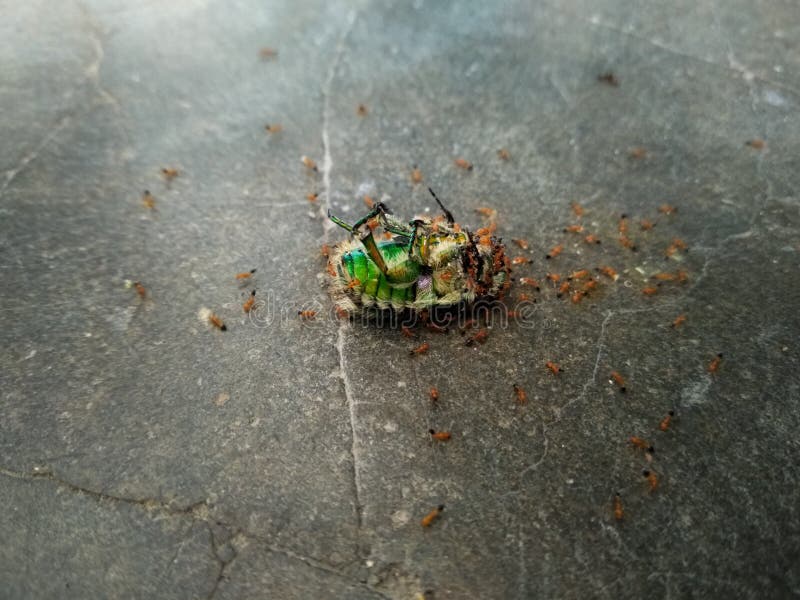 Red Ants Eating Green Insect Stock Image - Image of autumn, ants: 197246121