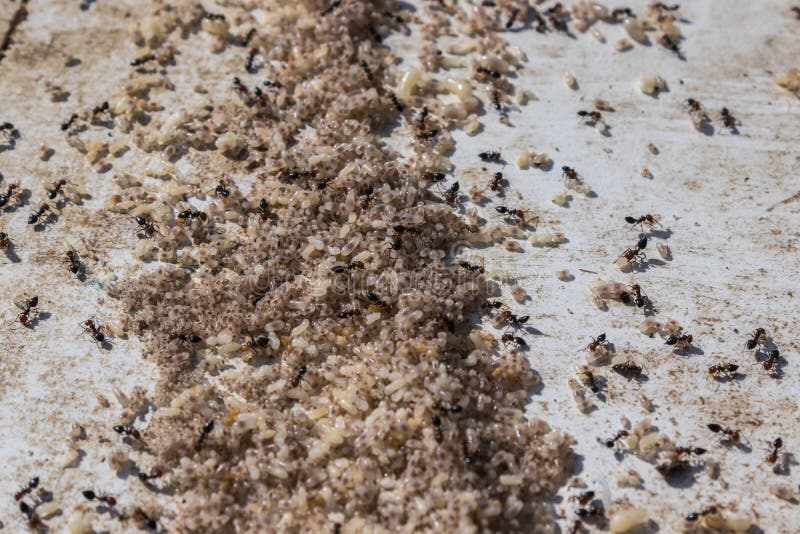 Red Ants with Eggs on a Working Day Stock Image - Image of ants, detail ...