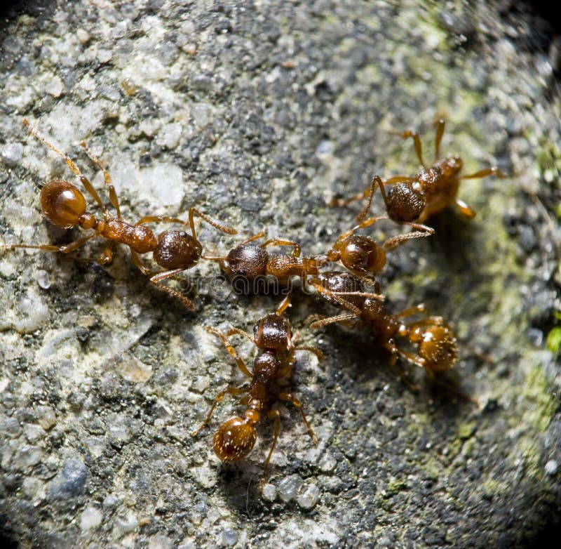 Red ants fighting stock image. Image of poisonous, worker - 31405607