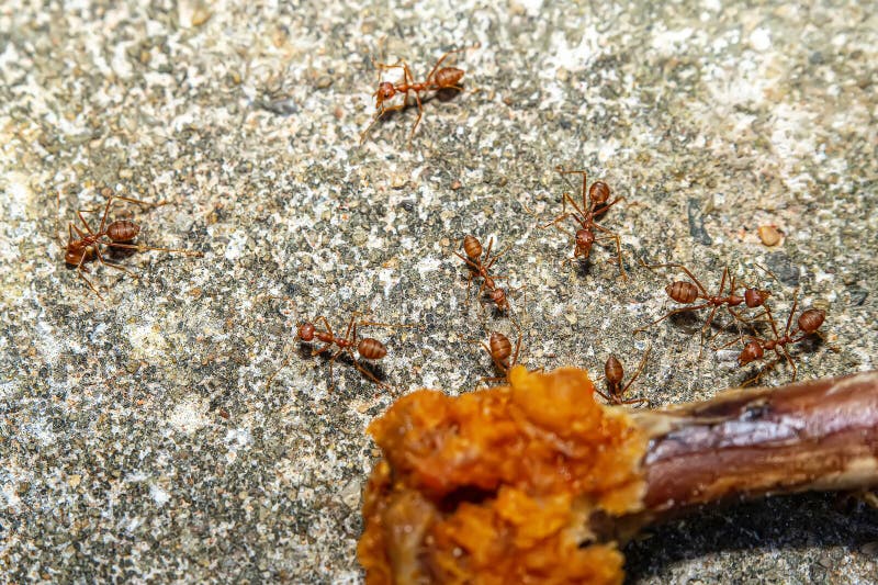 Red ants find food stock photo. Image of clambering - 295552302