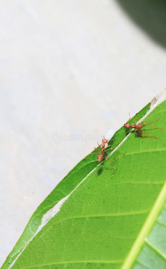Red Ants Fire Ant, Solenopsis Geminate Helping Each Other Carry Grain ...