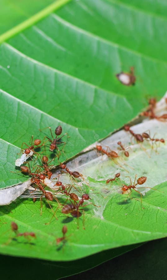 125 Strong Ant Carry Food Stock Photos - Free & Royalty-Free Stock ...