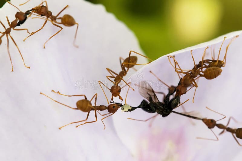 Red Ants Food stock photo. Image of macro, group, fire - 5110902