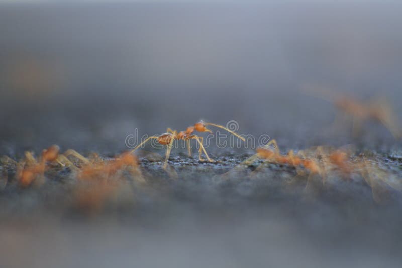 Red ants in the garden stock image. Image of animal - 262879713