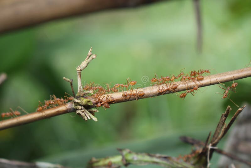 Red Ants are Harmonious, Communicating Stock Photo - Image of green ...