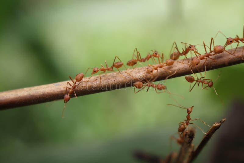 Red Ants are Harmonious, Communicating Stock Image - Image of animal ...