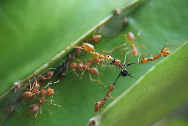 Two Red Ants Helping Each Other Carry A Grain Stock Photo - Image of ...