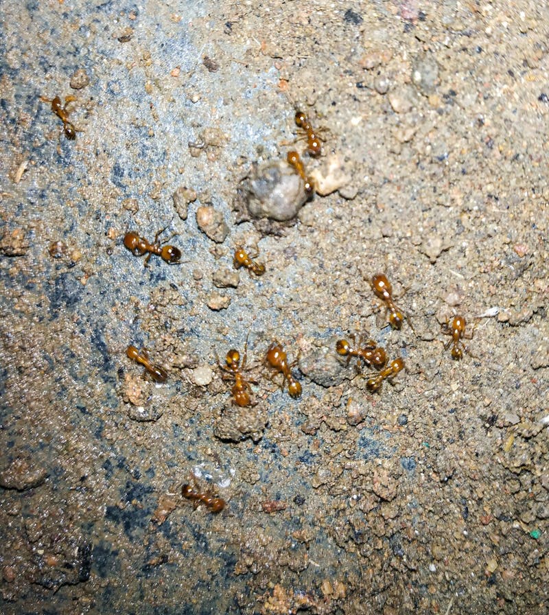 The red ants are here. stock image. Image of ants, soil - 226040225