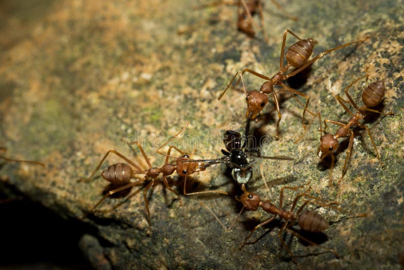 Ants and bee stock photo. Image of macro, black, beautiful - 173427692