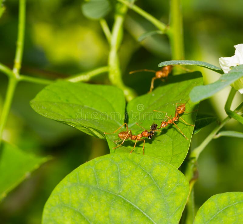 Red ants and insect stock photo. Image of close, black - 30577570