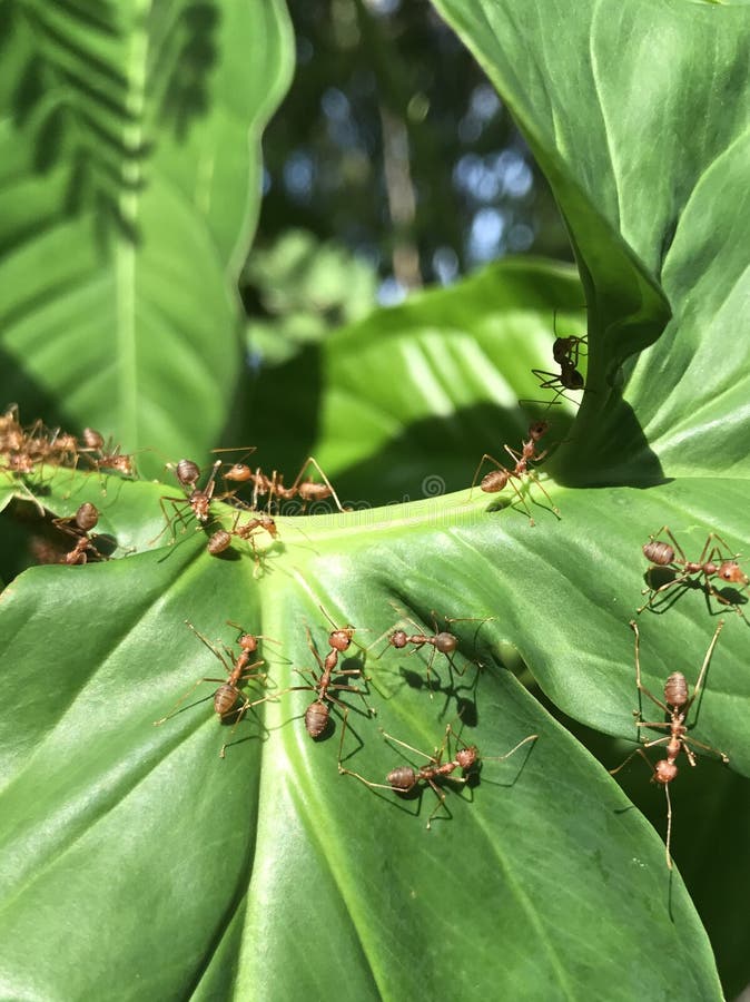 Red ants on the leaf stock image. Image of nature, green - 99154625