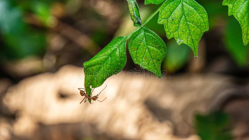 Red ants on leaves stock image. Image of forest, environment - 295552303