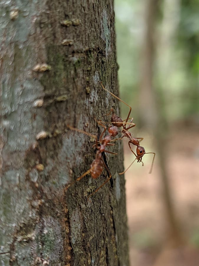 Red Ants that are Looking for Food Stock Photo - Image of soil, animal ...