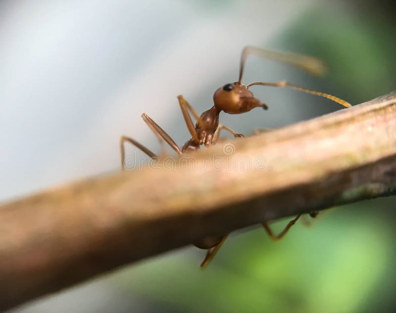 Ants are Looking for Food on Branches Tree Stock Image - Image of crawl ...