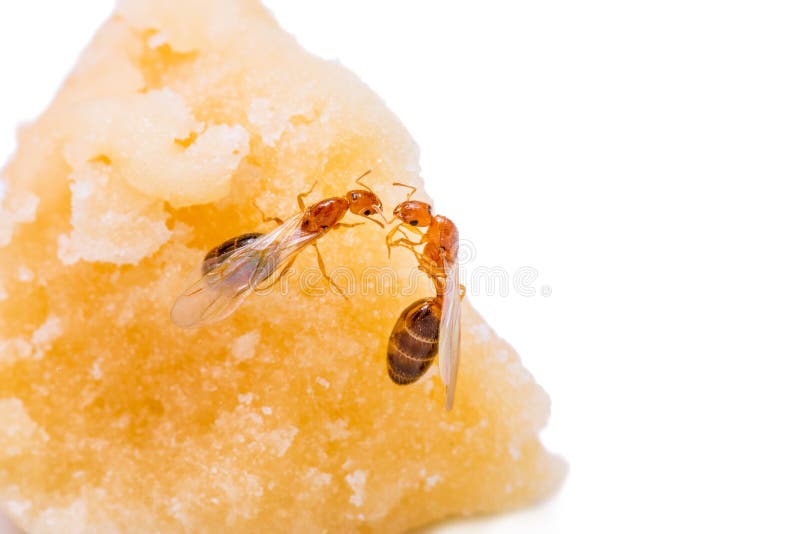 Winged Red Ants Stock Photos - Free & Royalty-Free Stock Photos from ...