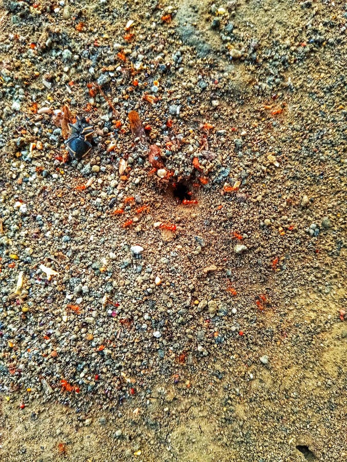 Red Ants Make Nests on the Ground Stock Image - Image of ground, ants ...