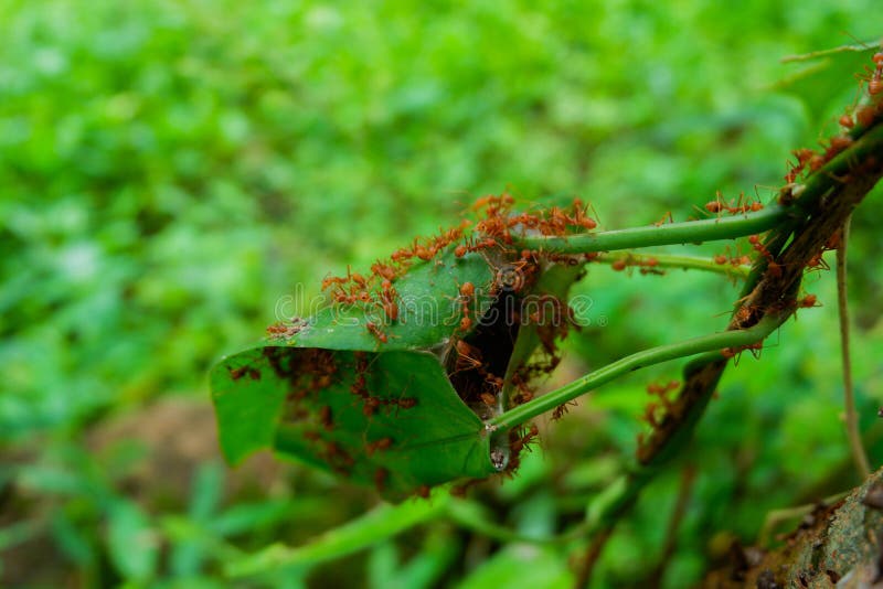 Red Ants Make Nests with Leaves, on Green Plants Stock Photo - Image of ...