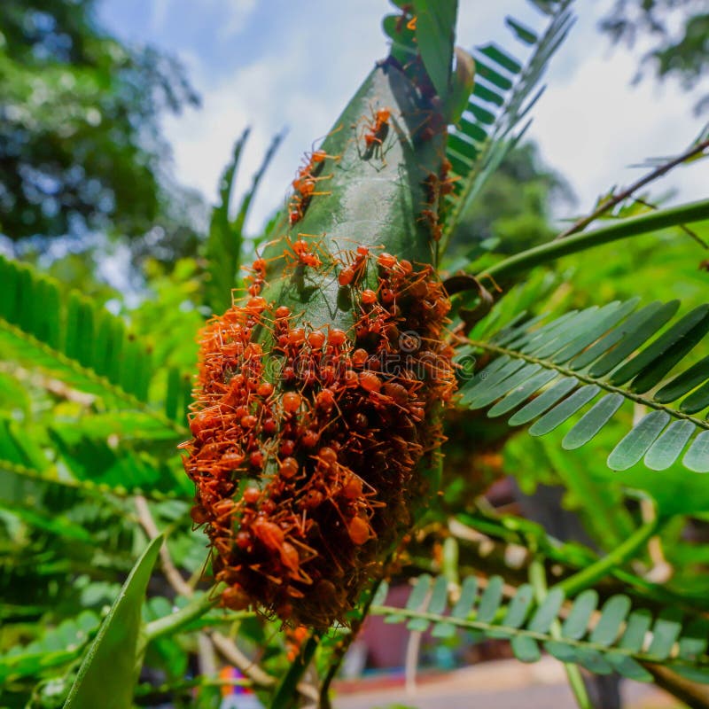 Red Ants Make Nests with Leaves, on Green Plants Stock Image - Image of ...