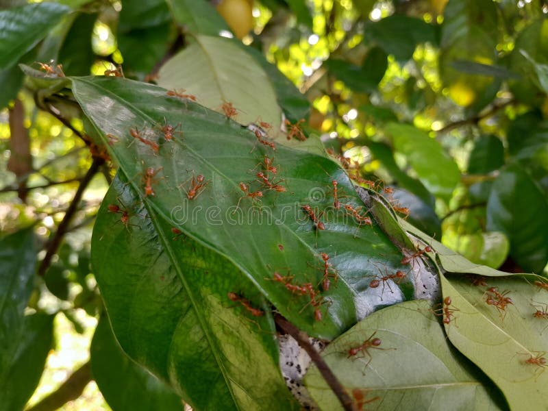 Red Ants Make Their Beautiful Home in Trees Stock Photo - Image of ...