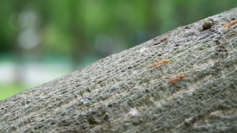 Red Ants are Marching on the Tree Stock Video - Video of beautiful ...