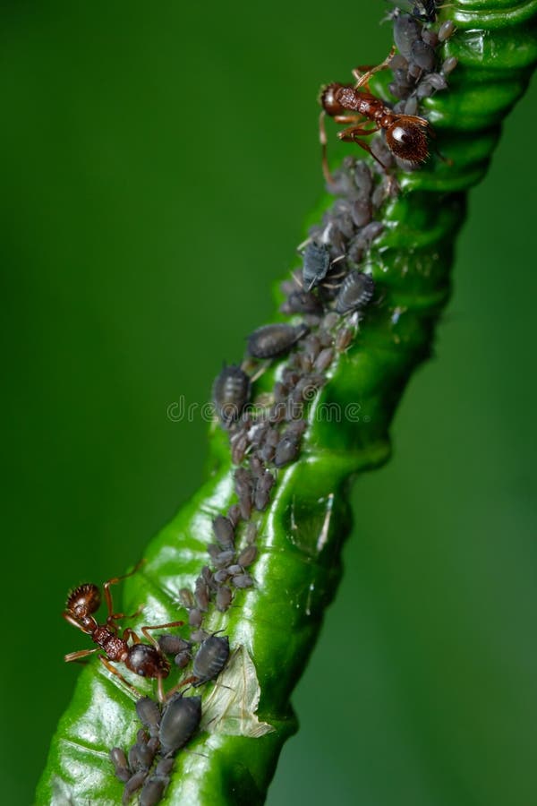 Ants milking plant lice stock image. Image of echinops - 33440533