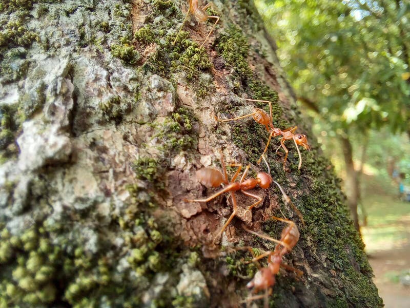 Red ants on a mossy tree stock image. Image of tree - 254749791