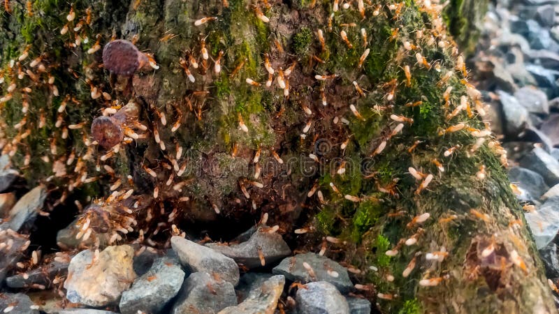 Red Ants Move Ant Eggs Up a Tree Editorial Photo - Image of ants ...