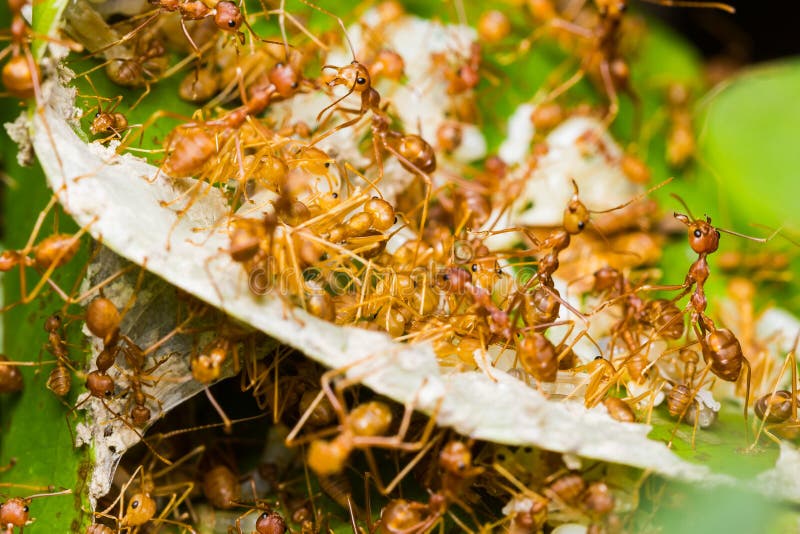 Red Ants in nest stock image. Image of colony, army, larvae - 28391137