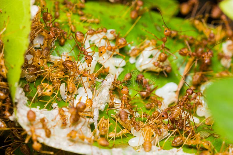 Red Ants in nest stock photo. Image of sting, extreme - 28391164