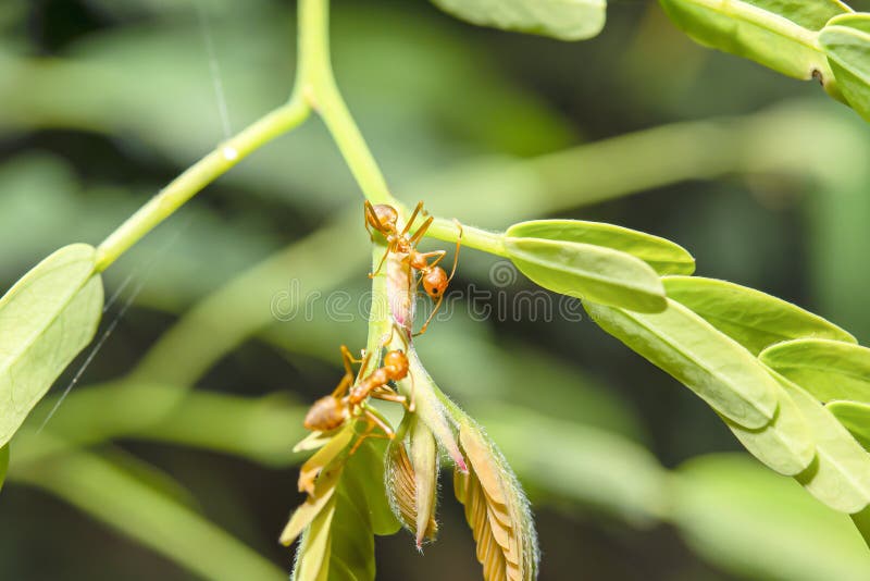 Red Ants Perched on a Branch Stock Image - Image of walking, leaf ...
