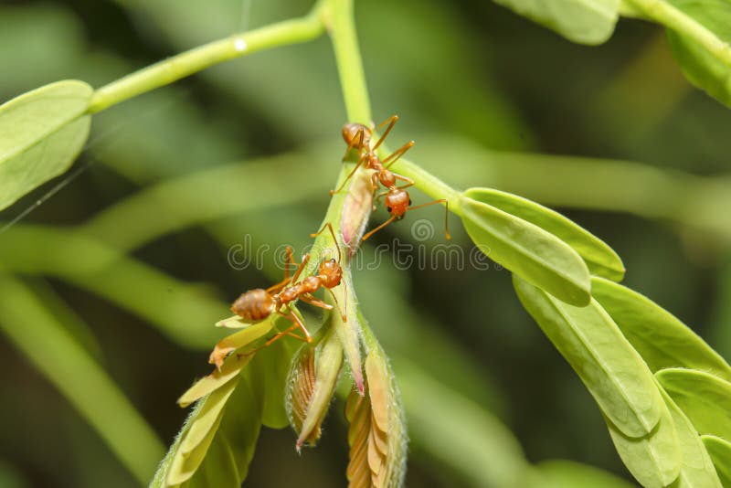 Red Ants Perched on a Branch Stock Image - Image of macro, color: 209848635