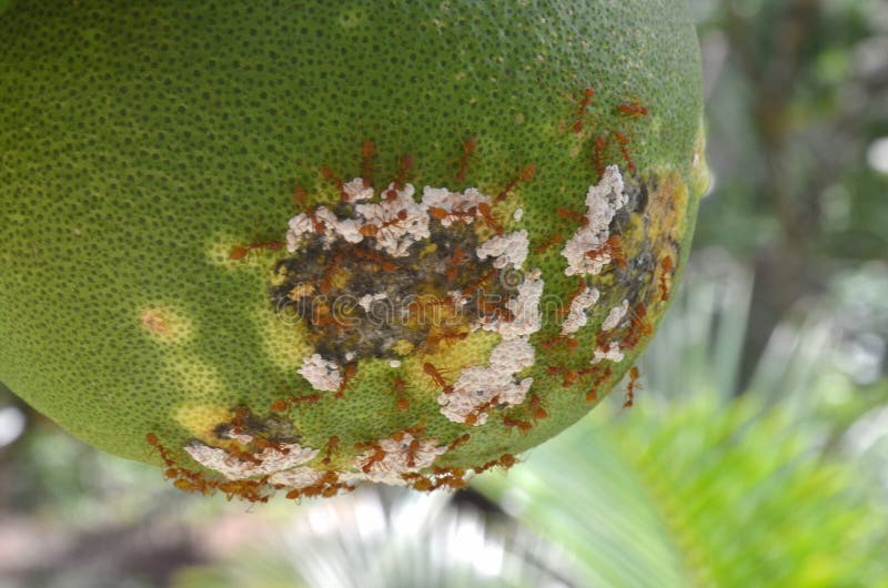 The red ants on the pomelo stock image. Image of friuts - 99622831